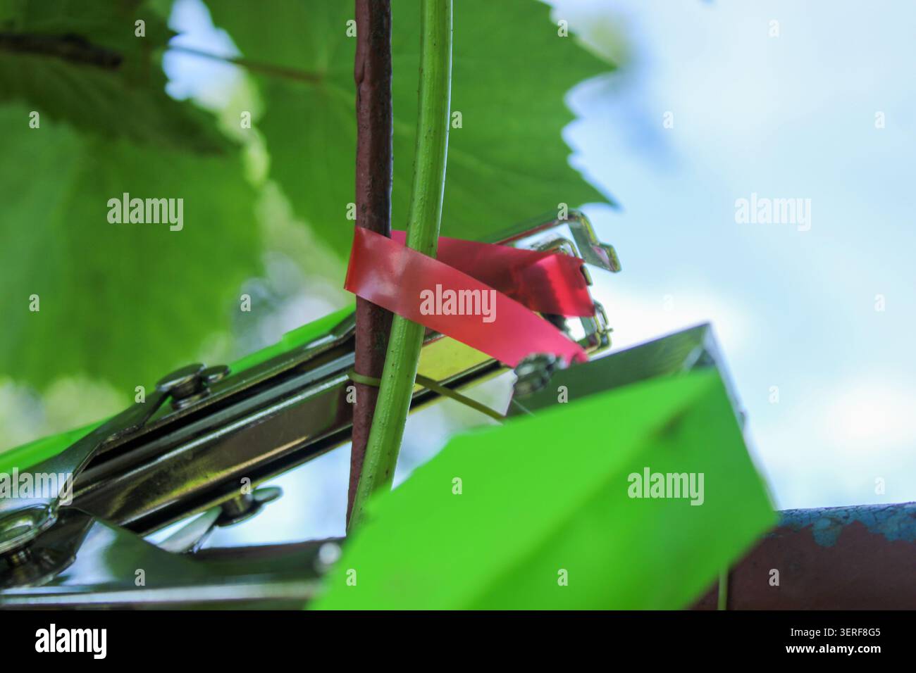 Clips are holding plant stems to provide support as they grow in the ...