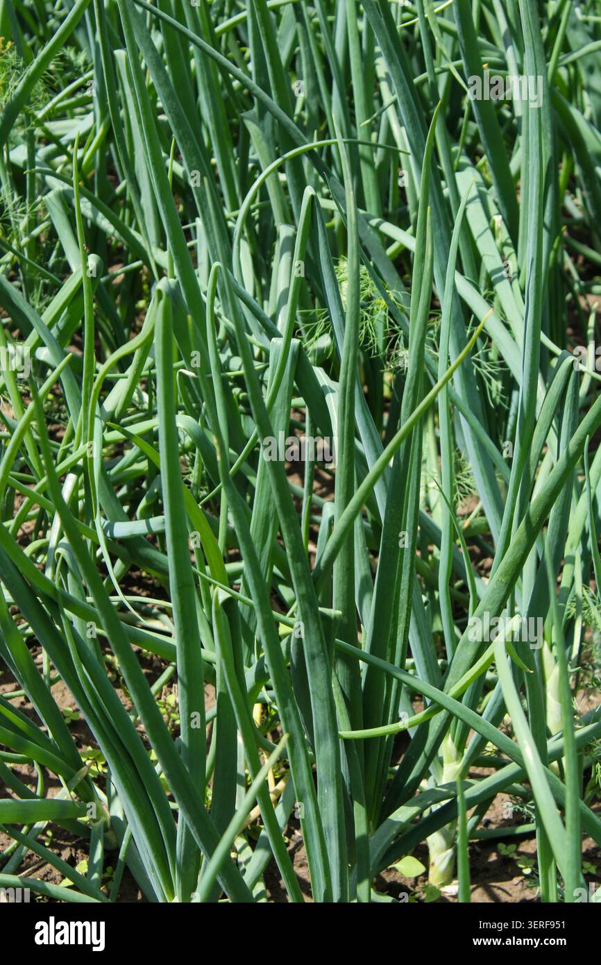 Green onions rise from the soil in a garden. They are growing thickly ...