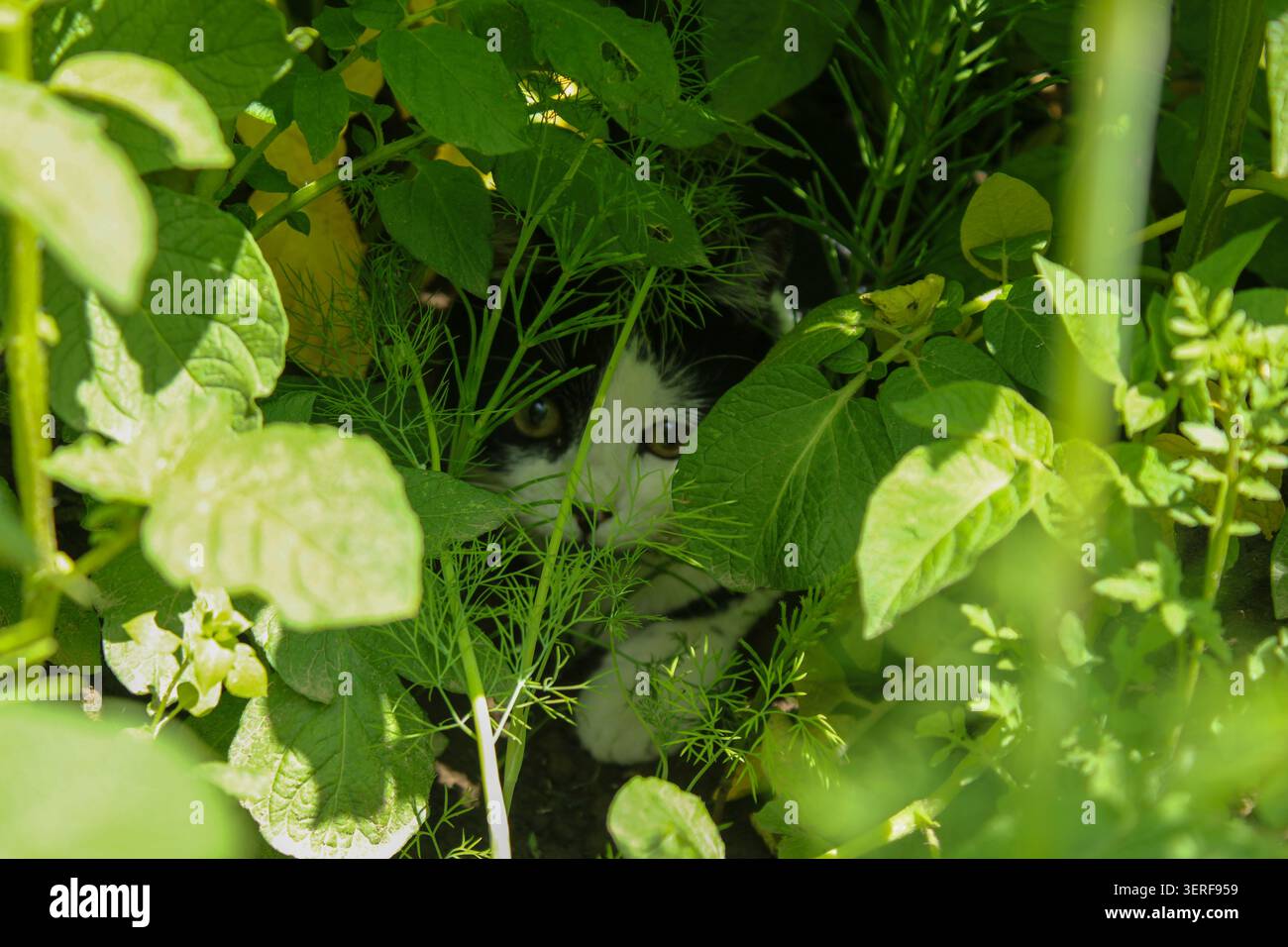 A cat hides among tall green plants in a garden. It watches carefully ...