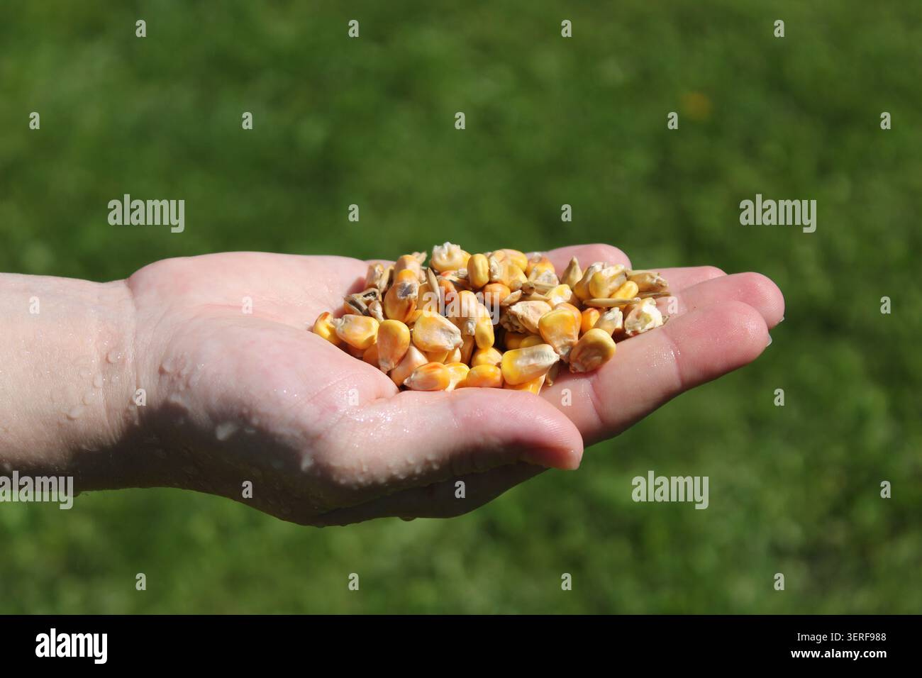 A person holds a handful of corn kernels in their palm. The sun shines ...