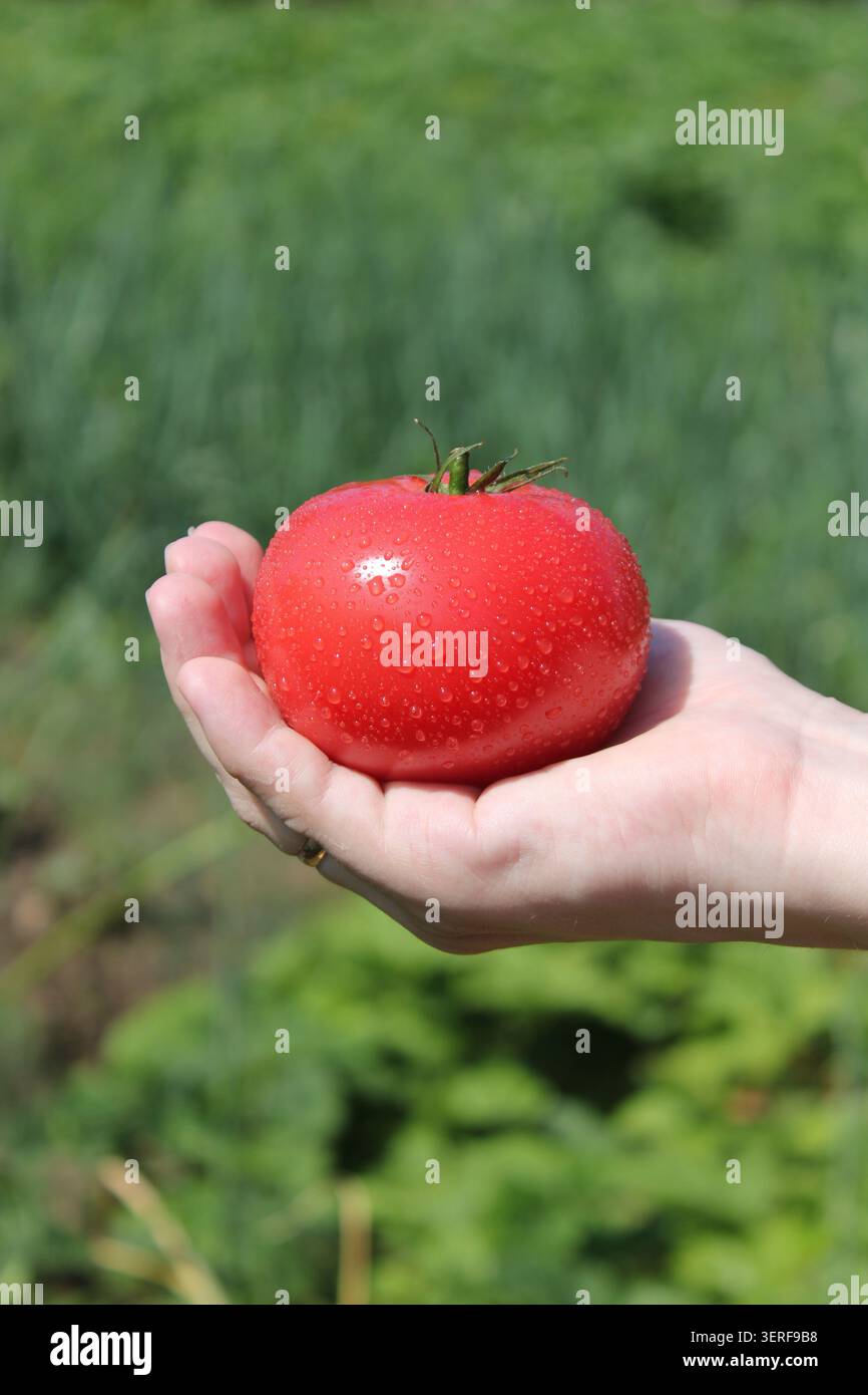 A hand holds a red tomato with droplets of water. The background shows ...
