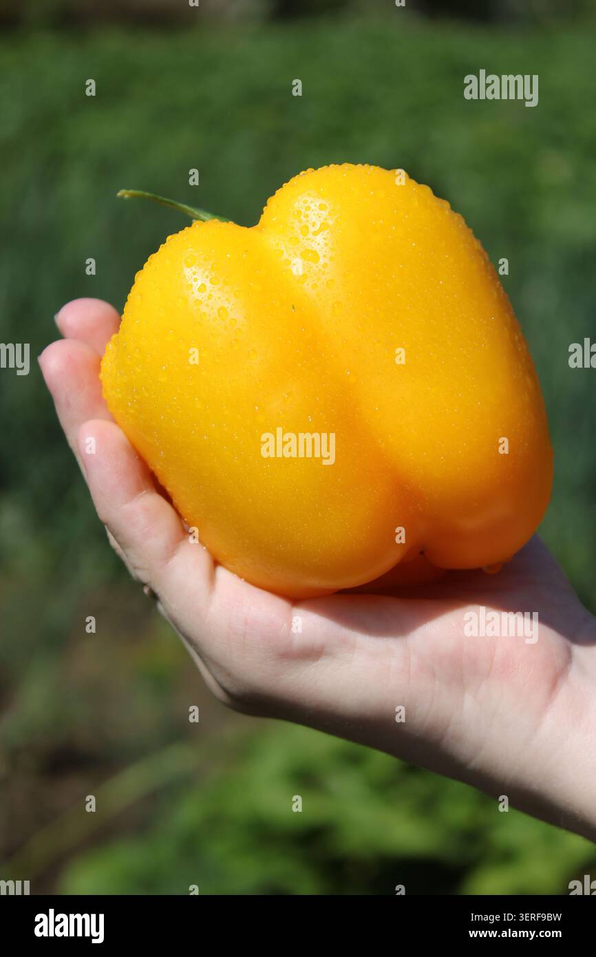 A person holds a large yellow bell pepper in their hand. It is sunny ...