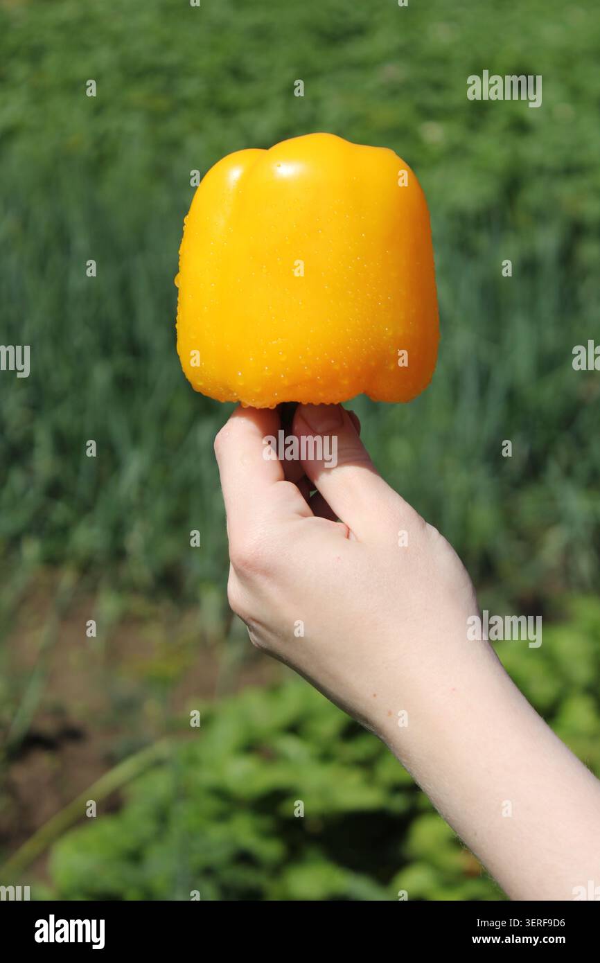 A hand holds a yellow pepper harvested from the garden. The background ...