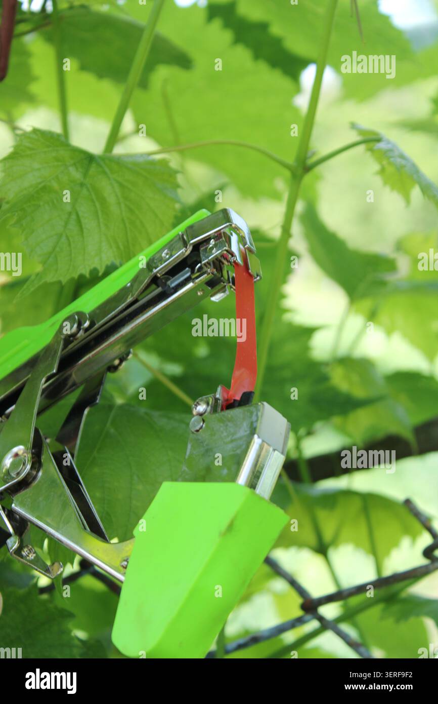 A green tool grips a branch of a plant in a vineyard. The tool is used ...