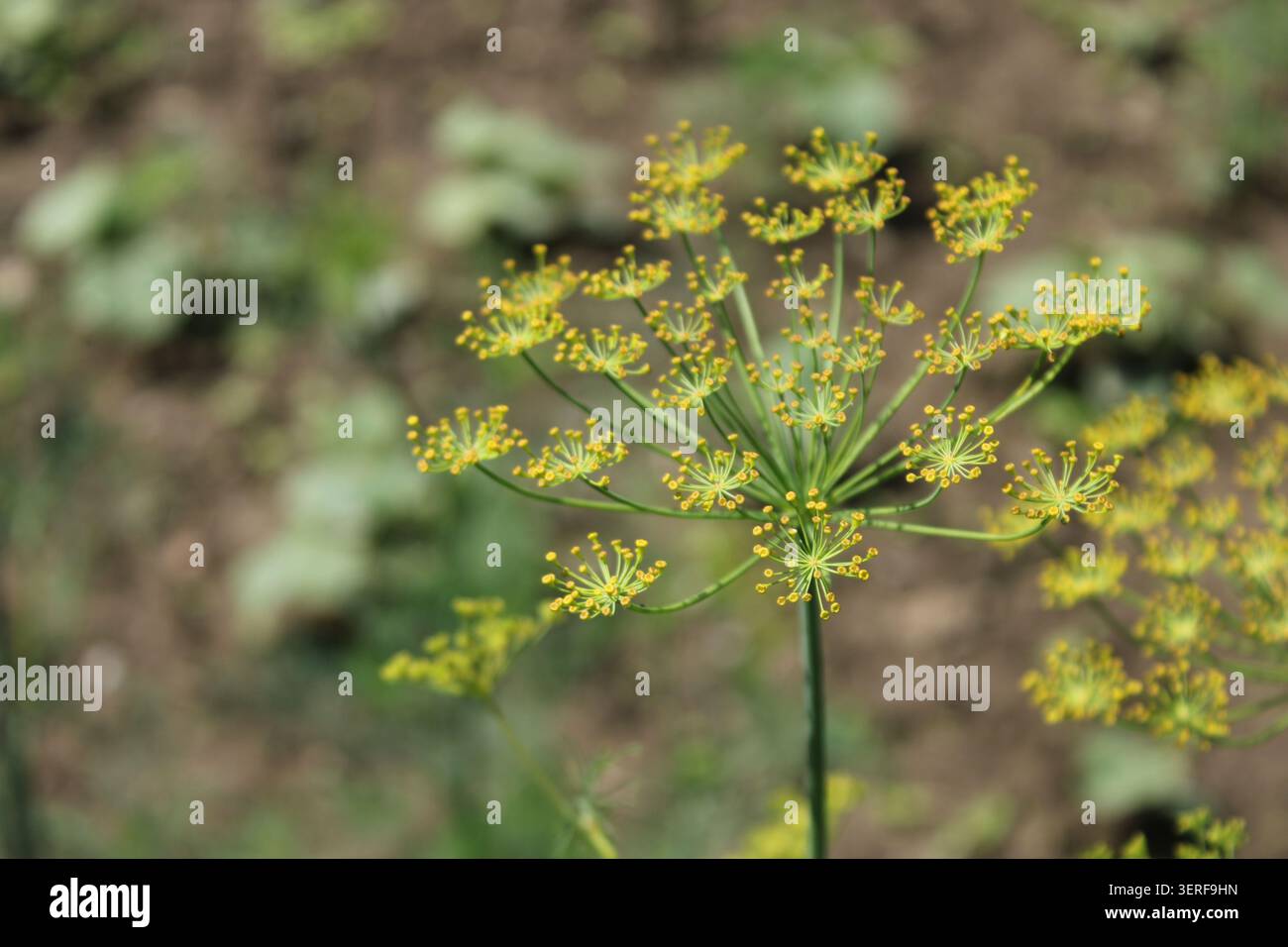 A dill plant stands tall in a garden. Bright yellow flowers bloom at ...