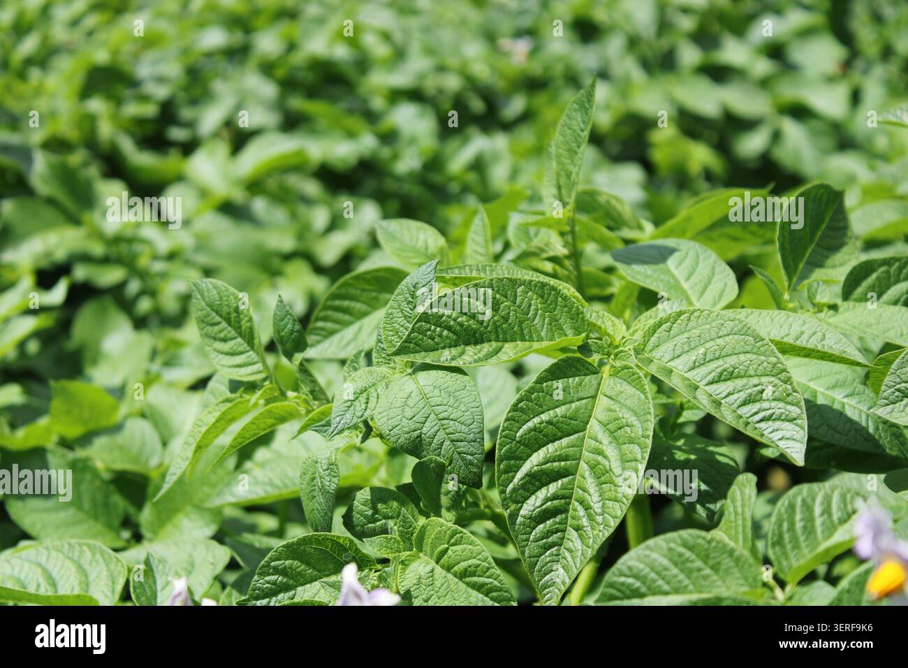 The scene shows a dense field of potato plants thriving in the sun. The ...