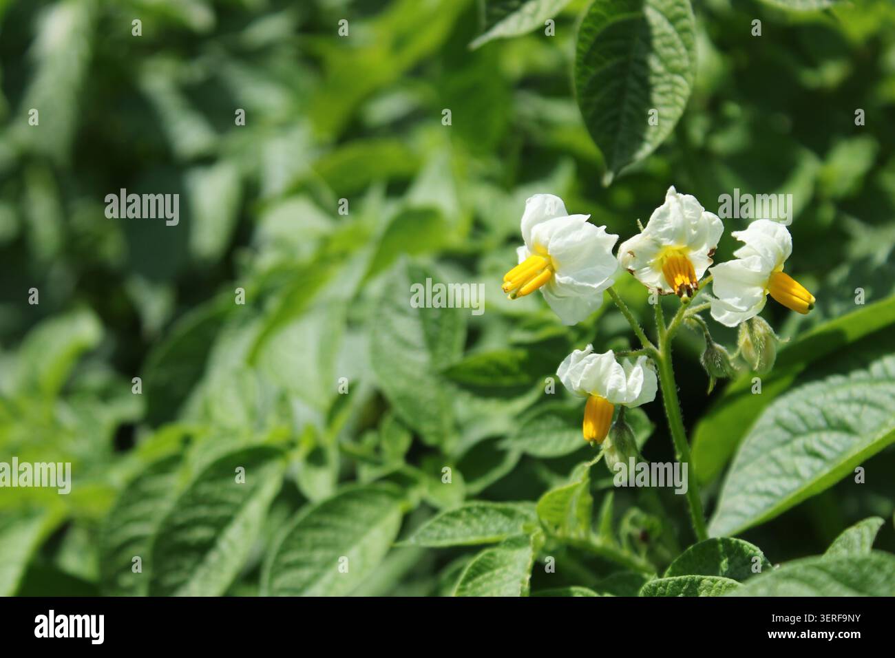 Potato plants show white flowers with yellow centers. The plants grow ...