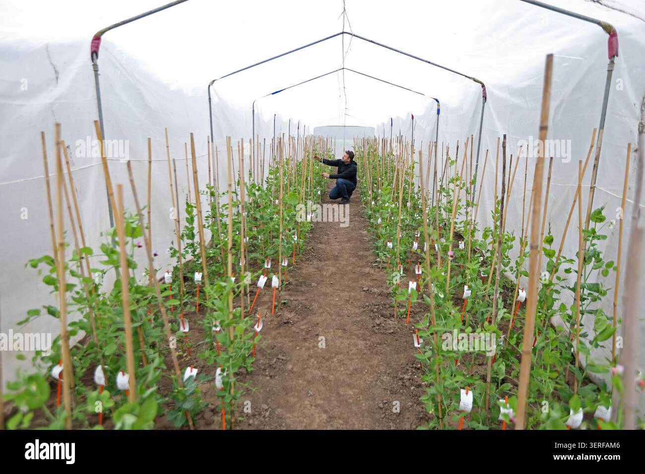 PRODUCTION - 12 June 2026, Saxony-Anhalt, Gatersleben: Vilson Mirdita ...