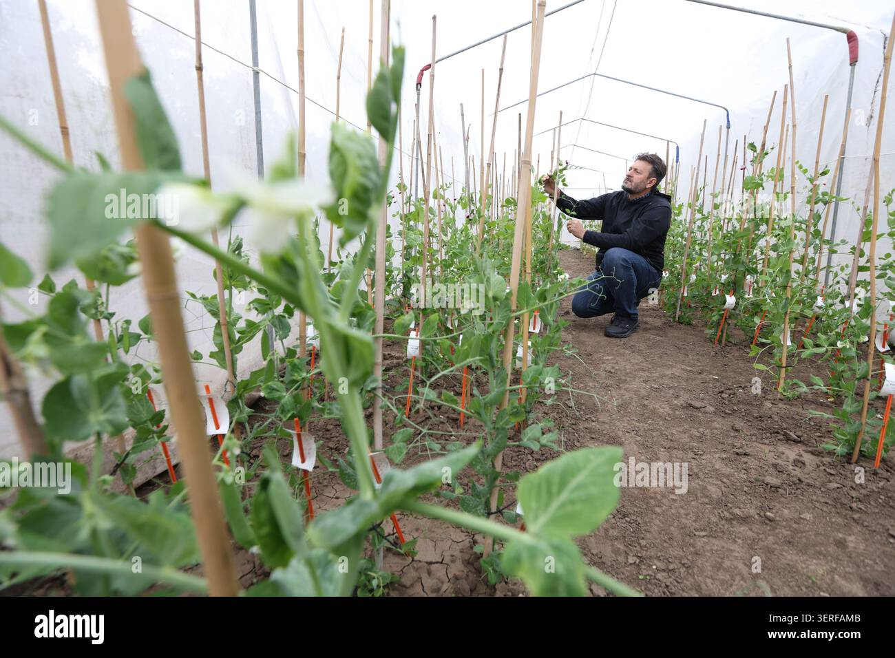 PRODUCTION - 12 June 2026, Saxony-Anhalt, Gatersleben: Vilson Mirdita ...