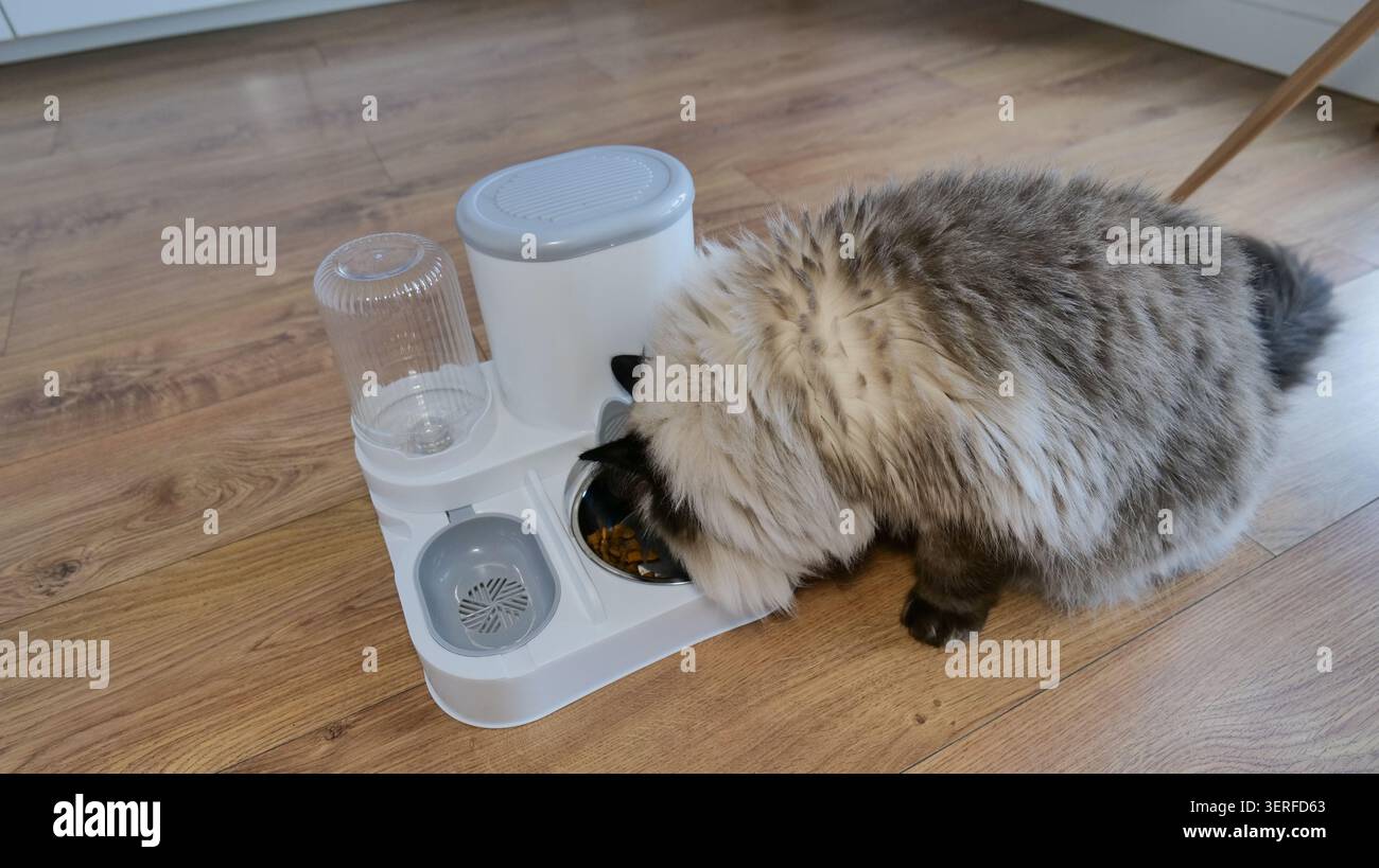 Fluffy cat eating dry food from an automatic feeder Stock Photo - Alamy