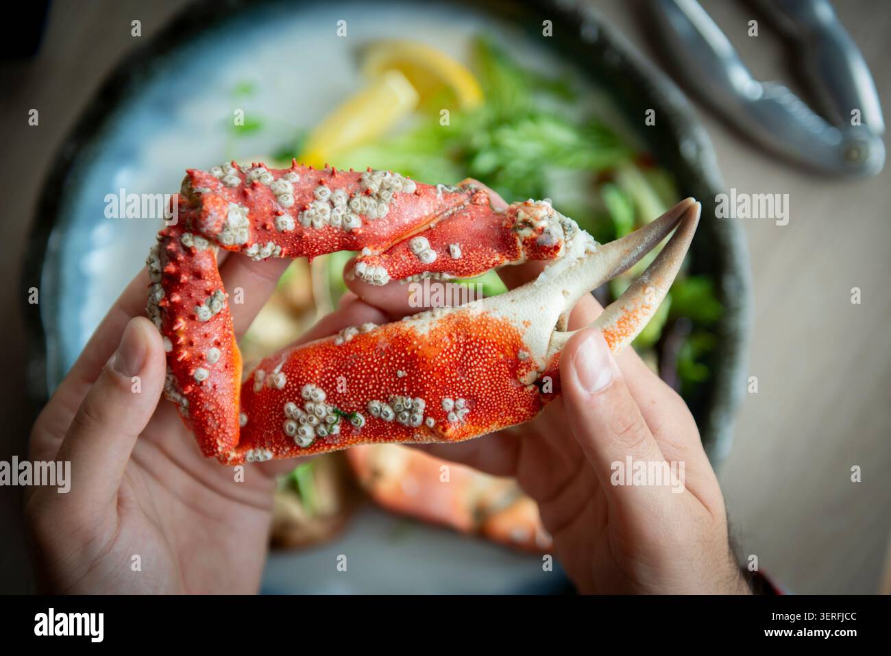 Crab Claw Delicately Held in Hands, Showcasing Its Vibrant Colors and ...