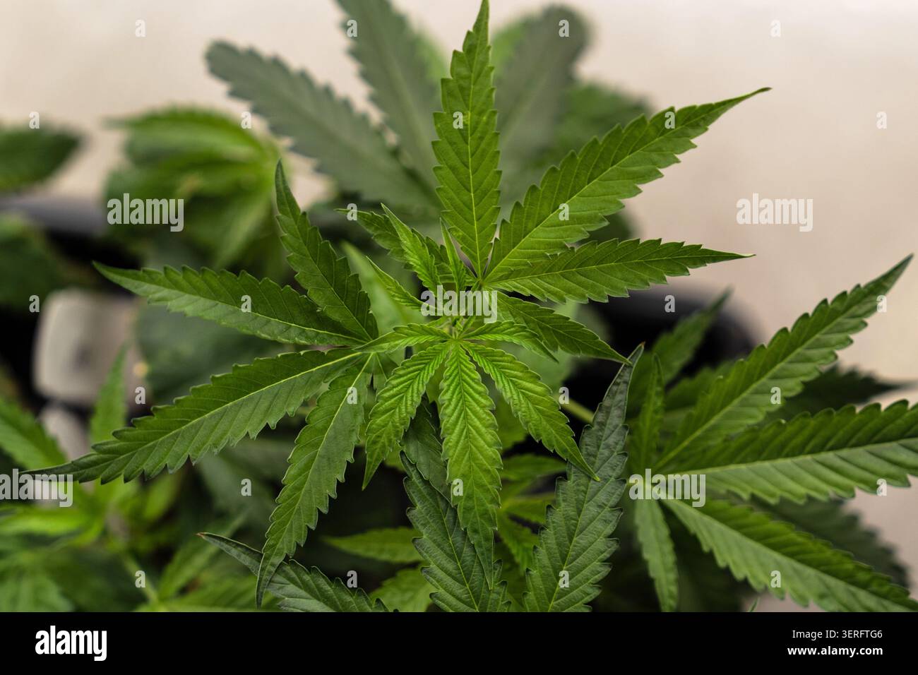FILE - Marijuana clones are shown for sale at Tropicanna Dispensary and ...