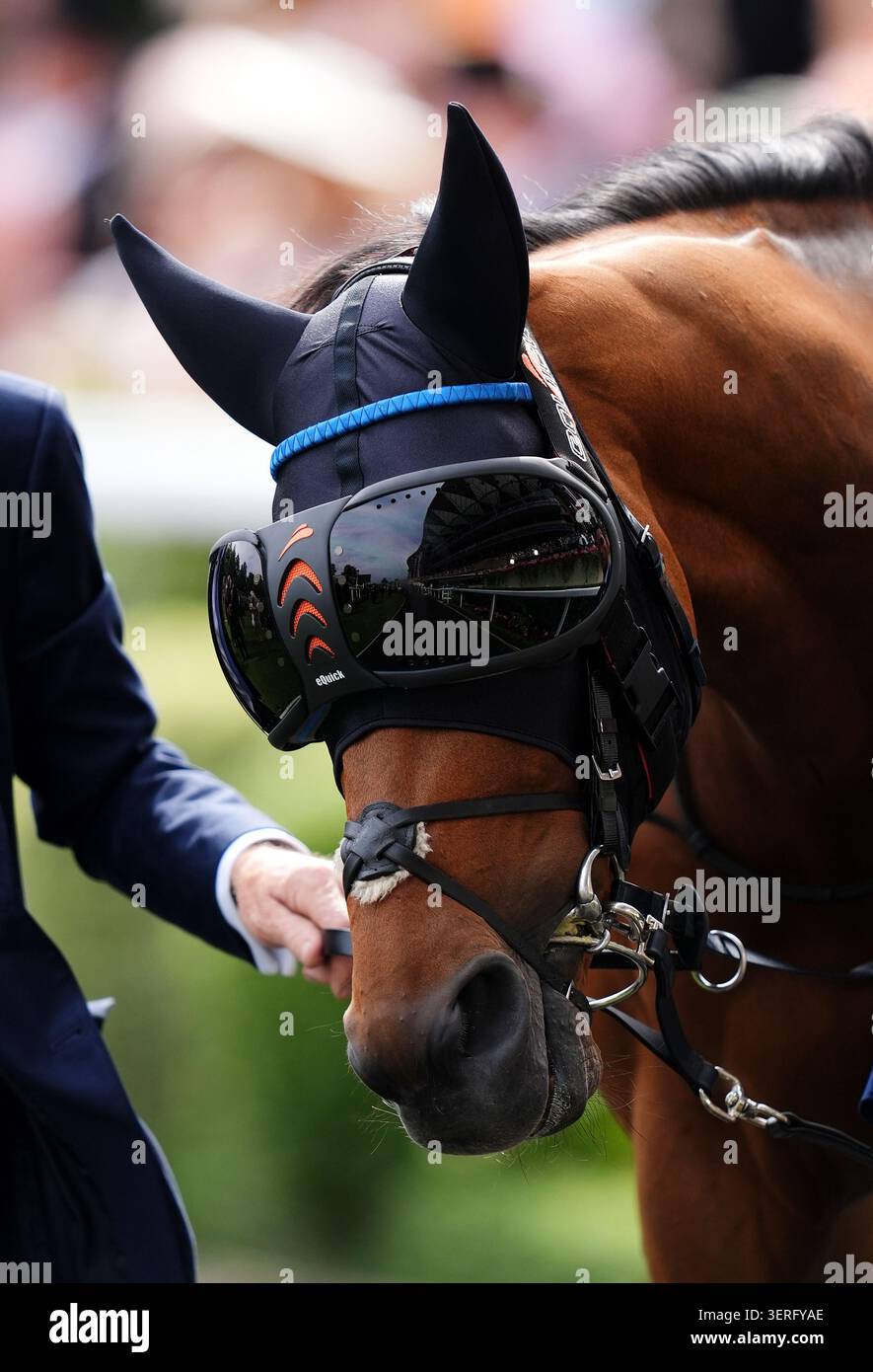 Trawlerman wearing ski goggles in the parade ring ahead of the Gold Cup ...
