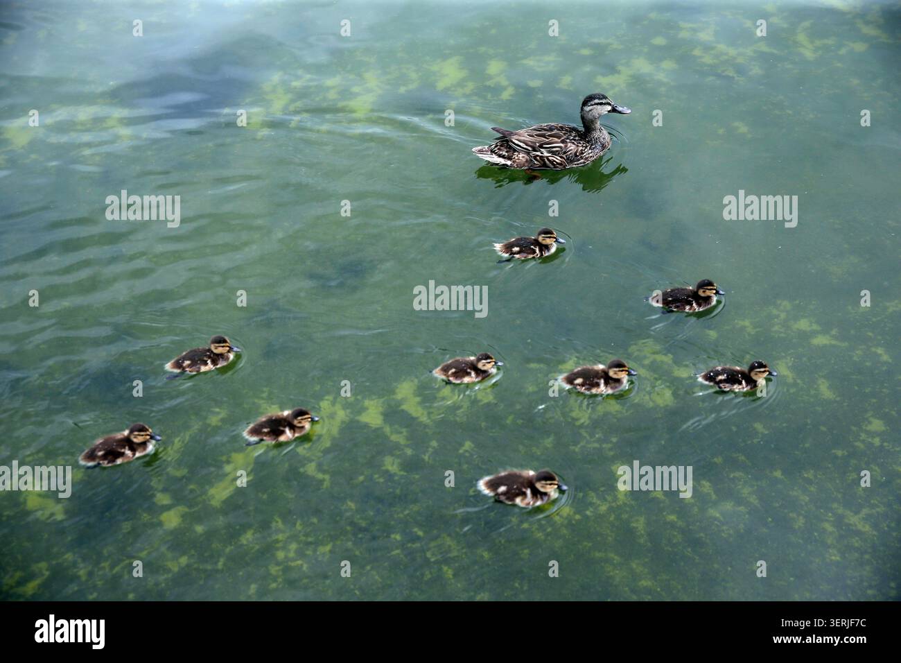 A duck and ducklings swim in the Lincoln Memorial Reflecting Pool in ...