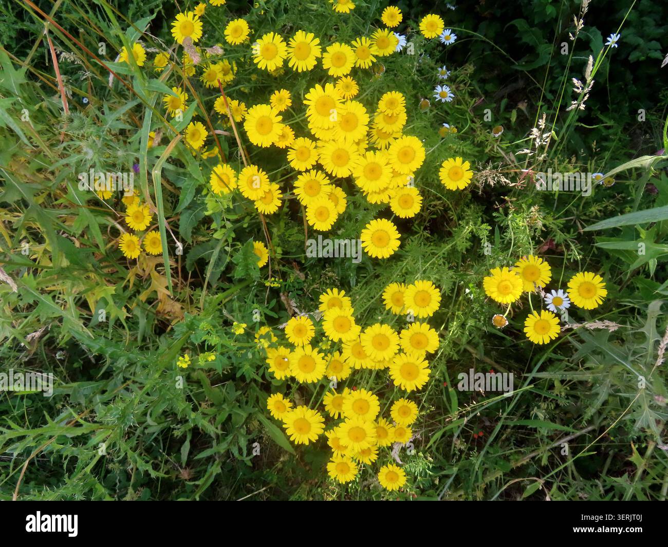 einn farbintensiver Anblick - alles ein Geschenk von Mutter Natur ...