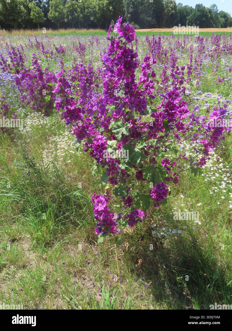die schoene wilde Malve ist ein ganz besonderer Blickfang Malvenstauden ...