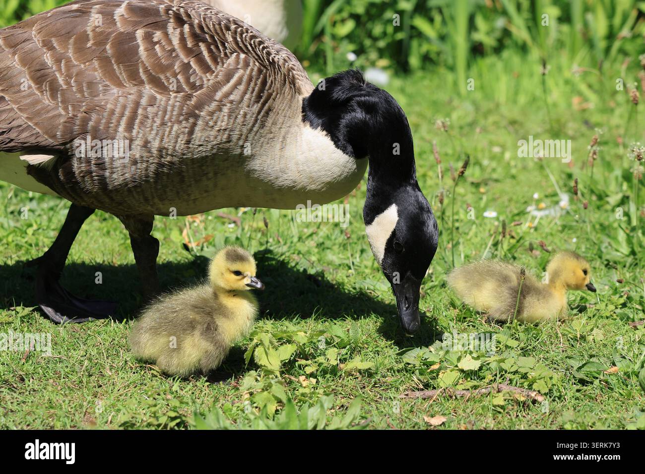 Canadian geese and goslings, at Kew Gardens, SW London, UK Stock Photo ...
