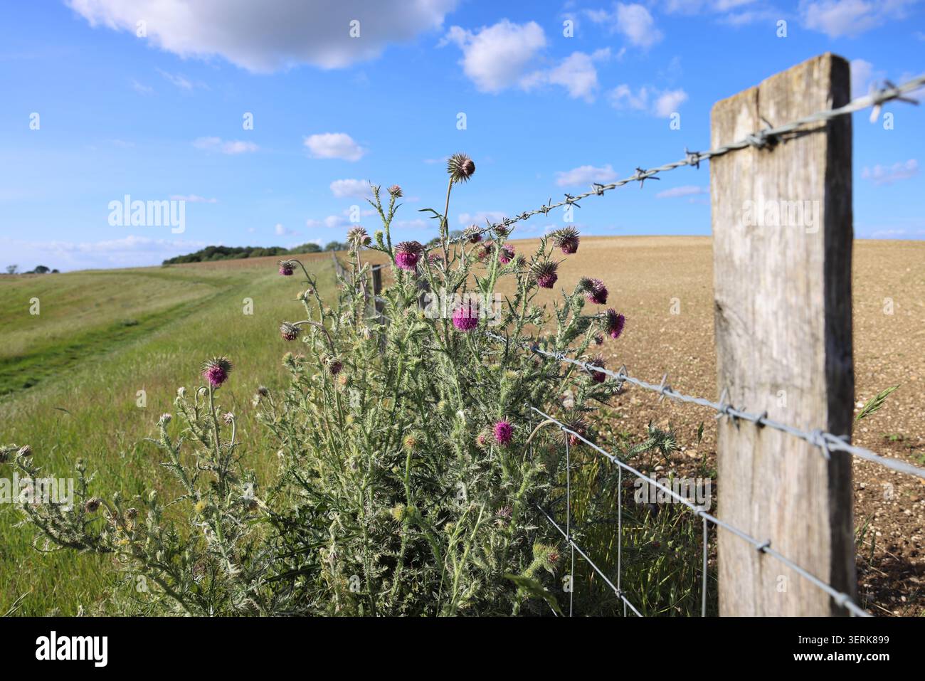 Purple thistles, loved by bees, along the North Downs Way long distance ...