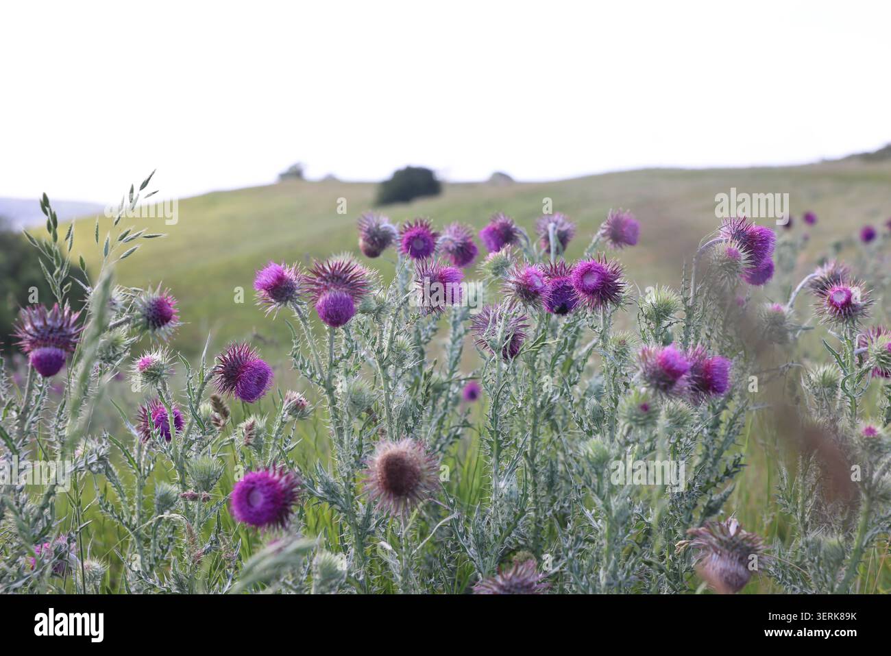 Purple thistles, loved by bees, along the North Downs Way long distance ...