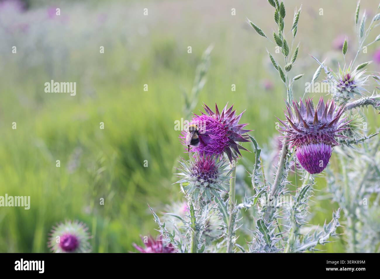 Purple thistles, loved by bees, along the North Downs Way long distance ...