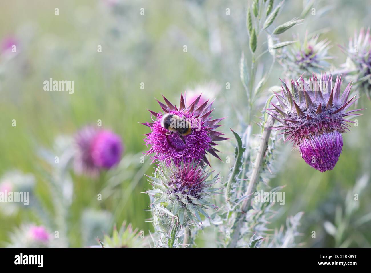 Purple thistles, loved by bees, along the North Downs Way long distance ...