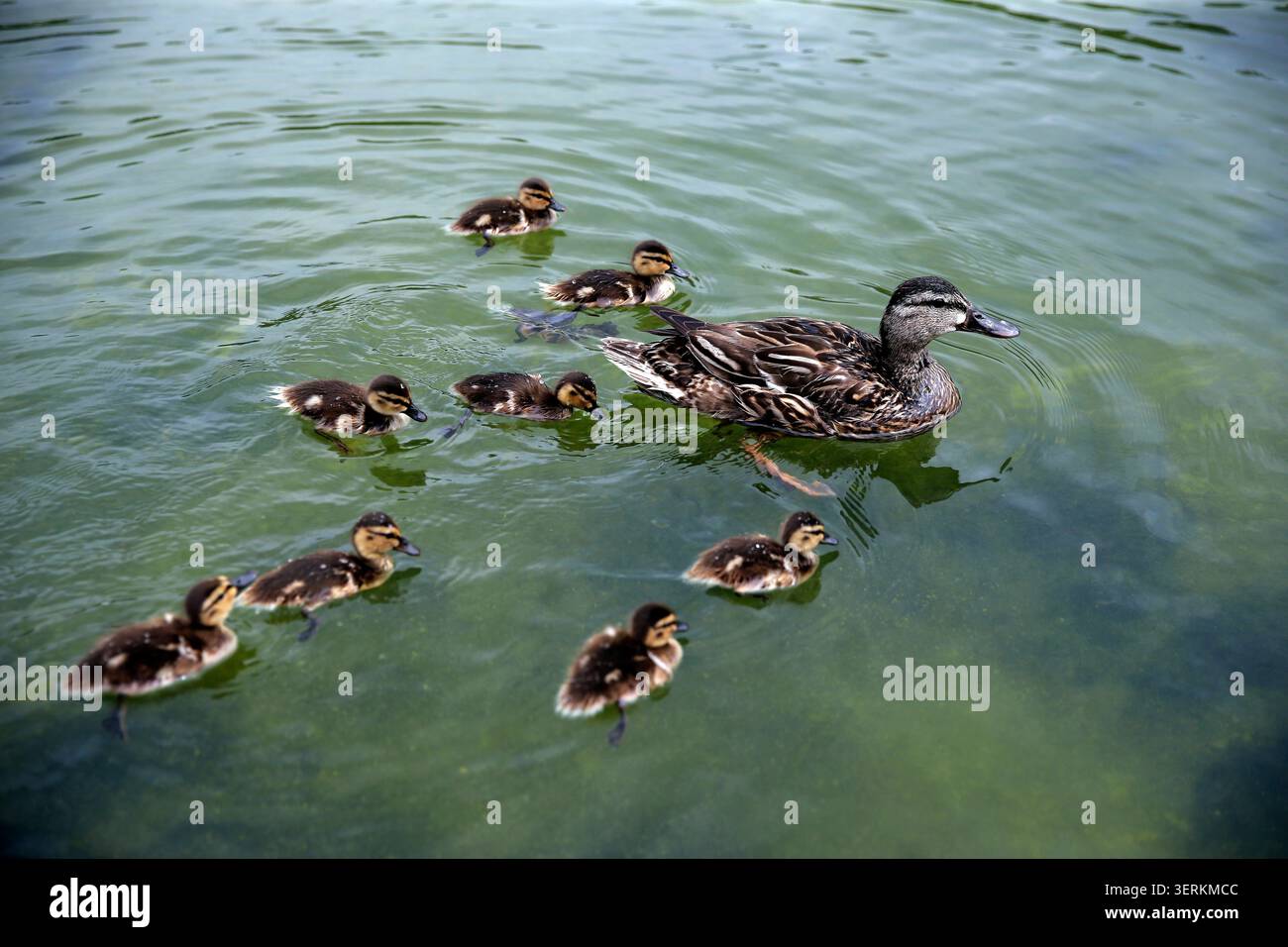 A duck and ducklings swim in the Lincoln Memorial Reflecting Pool in ...