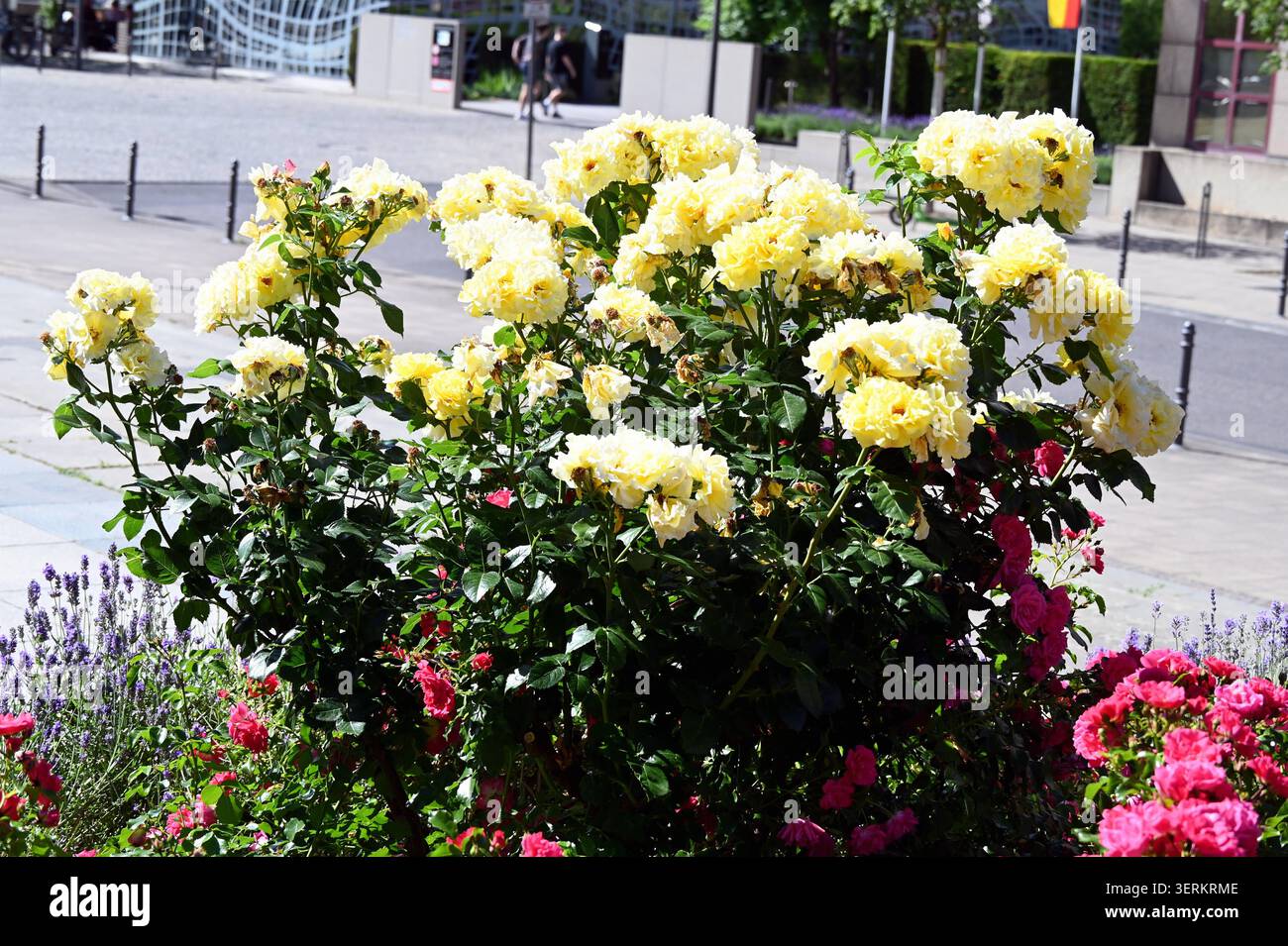 gelbe Rosen Busch Blüten *** Yellow rose bush blooms,detected source ...