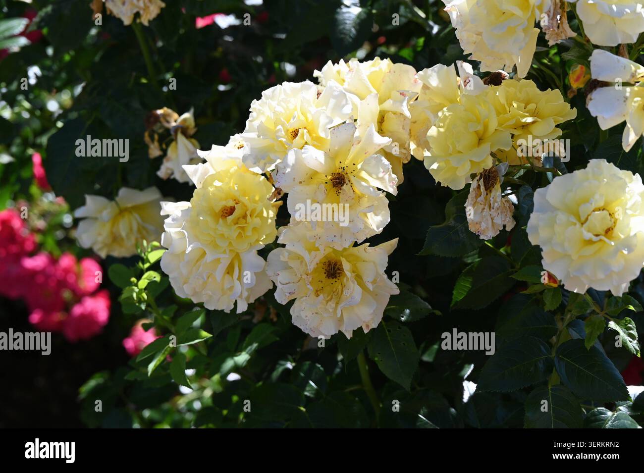 gelbe Rosen Busch Blüten *** Yellow rose bush blooms,detected source ...