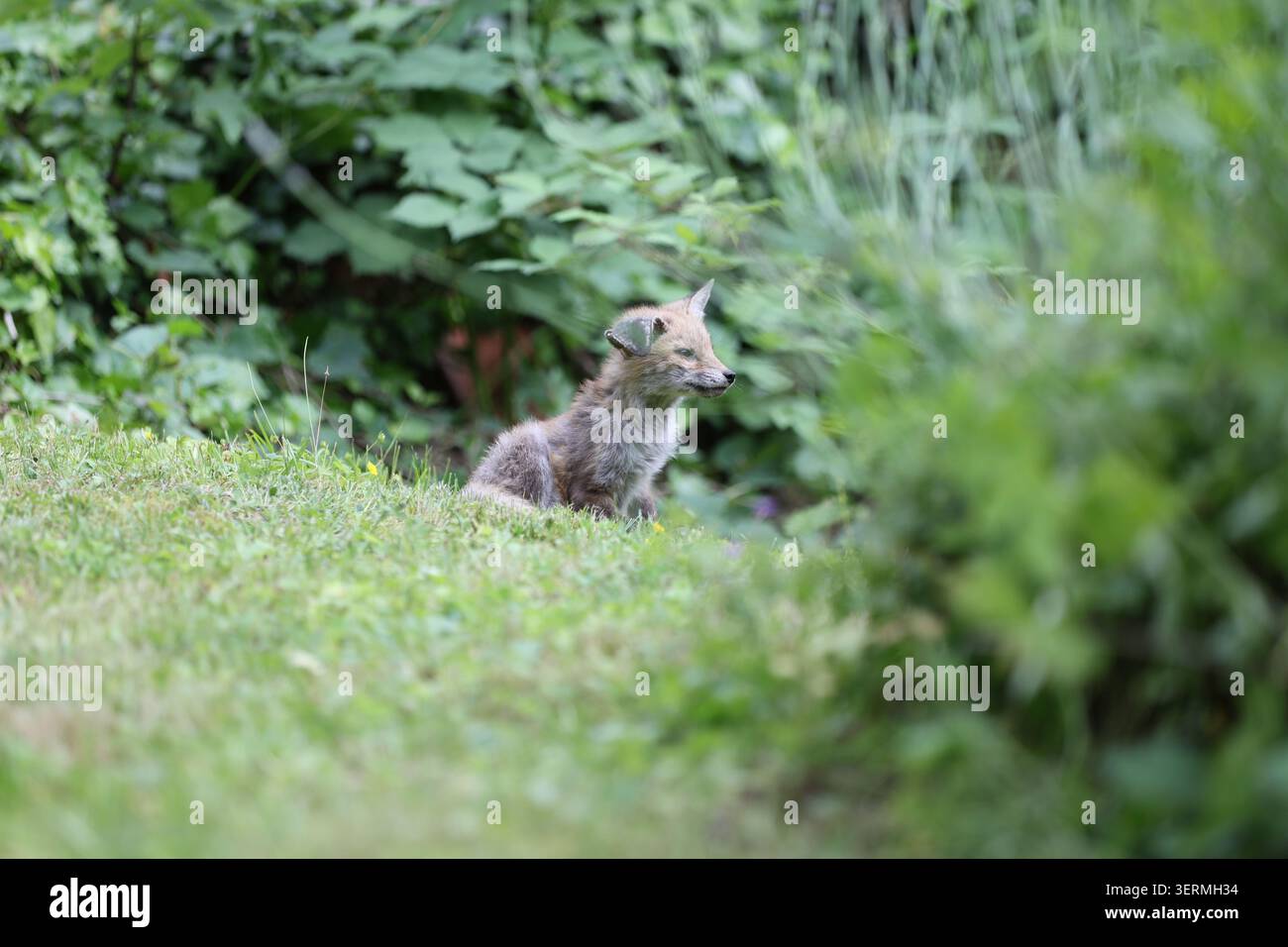 June 18, 2026, Berlin, Berlin, Germany: A young fox in a meadow in a ...