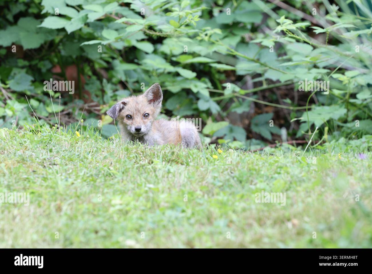 June 18, 2026, Berlin, Berlin, Germany: A young fox in a meadow in a ...