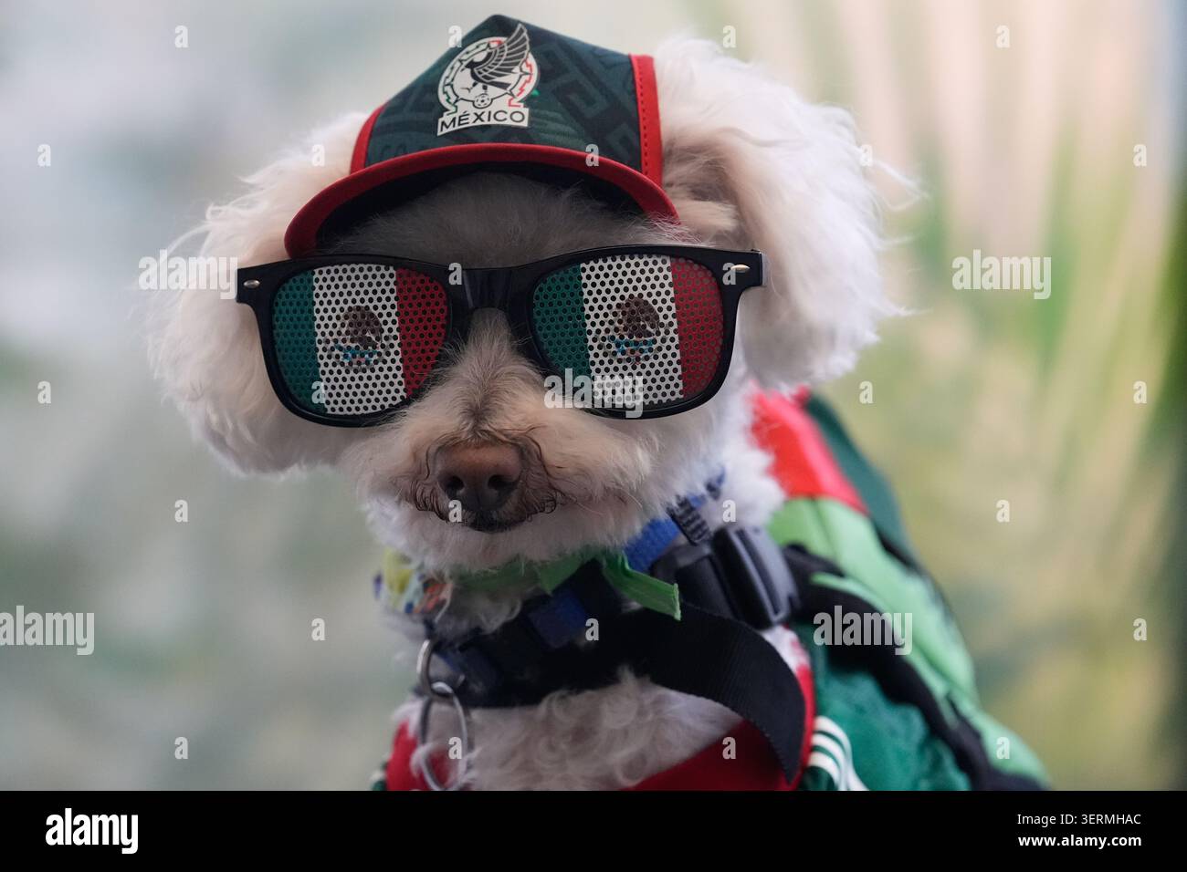 A dog named Osito wears a Mexico national team jersey and rides in a ...