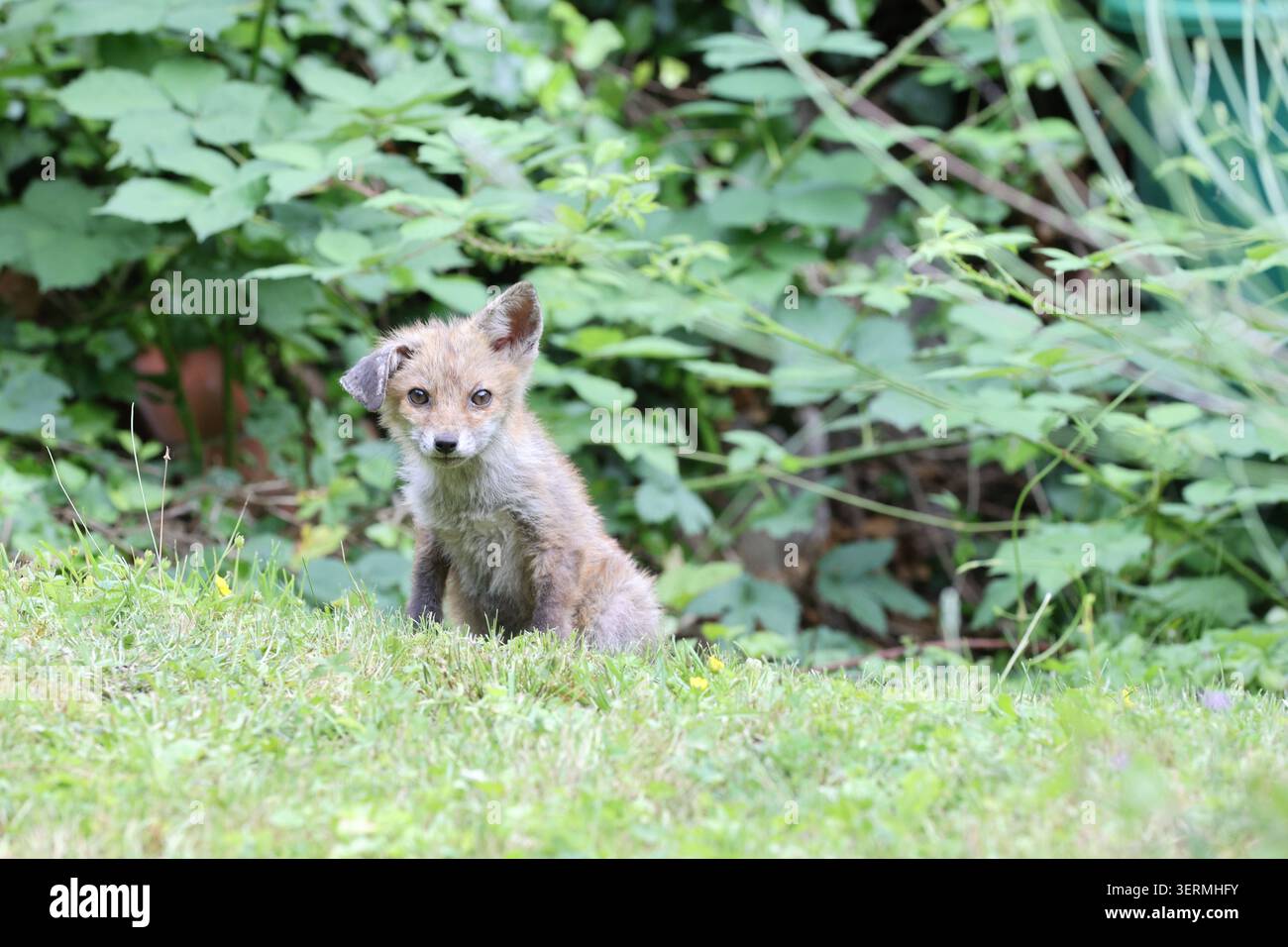 June 18, 2026, Berlin, Berlin, Germany: A young fox in a meadow in a ...