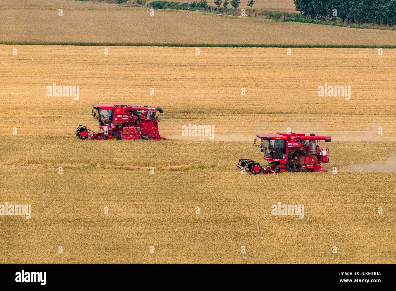 QINGDAO, CHINA - JUNE 18, 2026 - Farmers driving combine harvesters to ...
