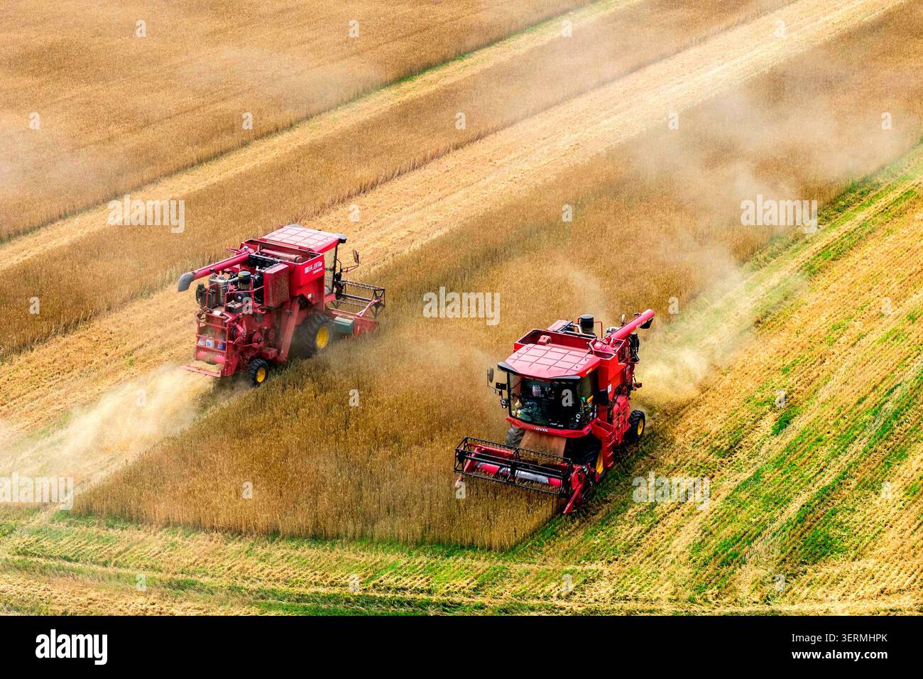 QINGDAO, CHINA - JUNE 18, 2026 - Farmers driving combine harvesters to ...