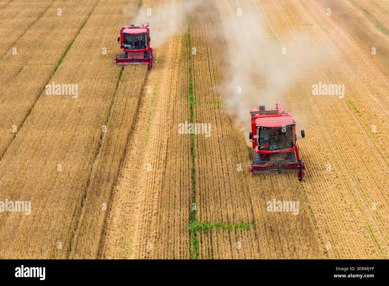 QINGDAO, CHINA - JUNE 18, 2026 - Farmers driving combine harvesters to ...