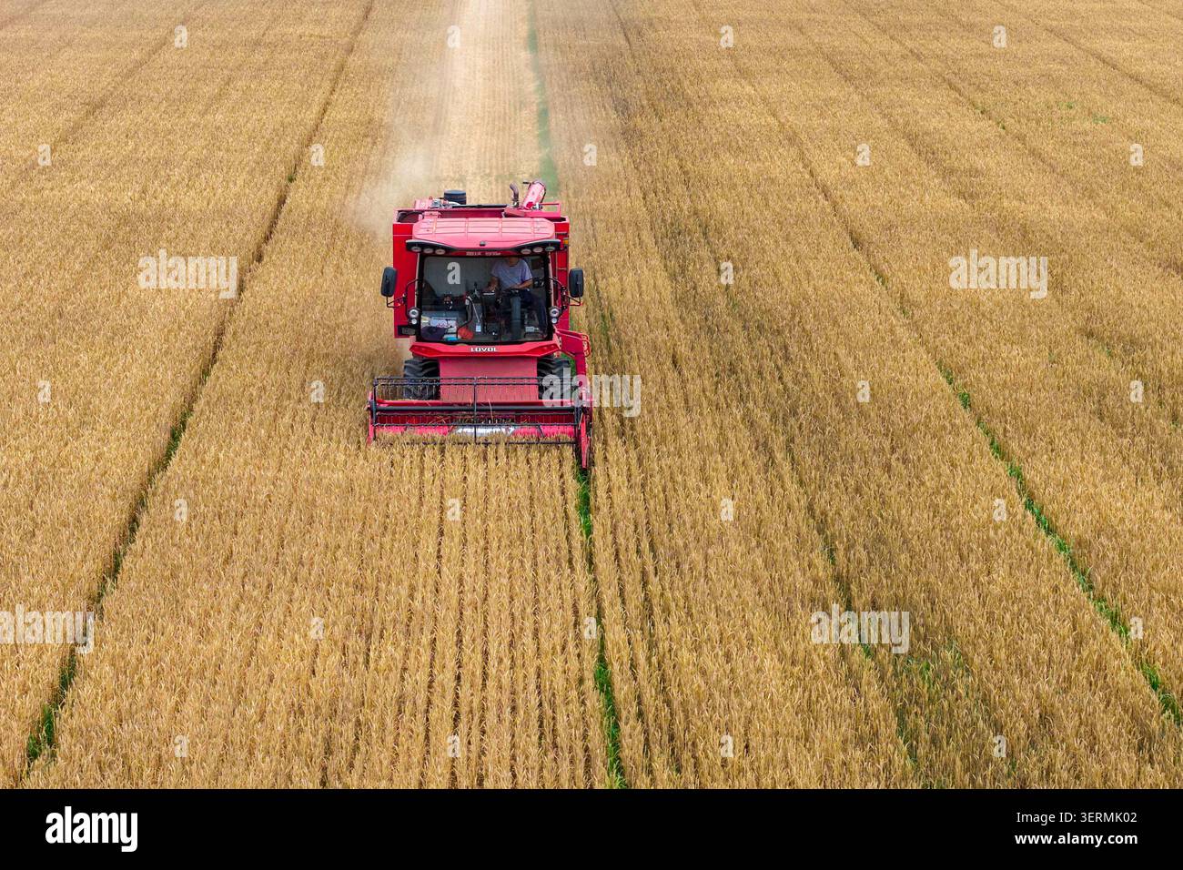 QINGDAO, CHINA - JUNE 18, 2026 - Farmers driving combine harvesters to ...