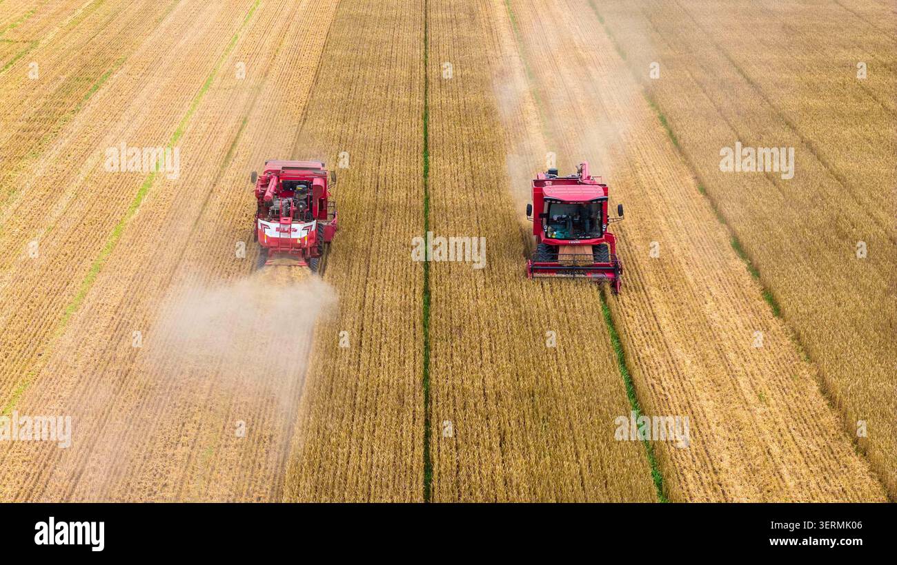 QINGDAO, CHINA - JUNE 18, 2026 - Farmers driving combine harvesters to ...