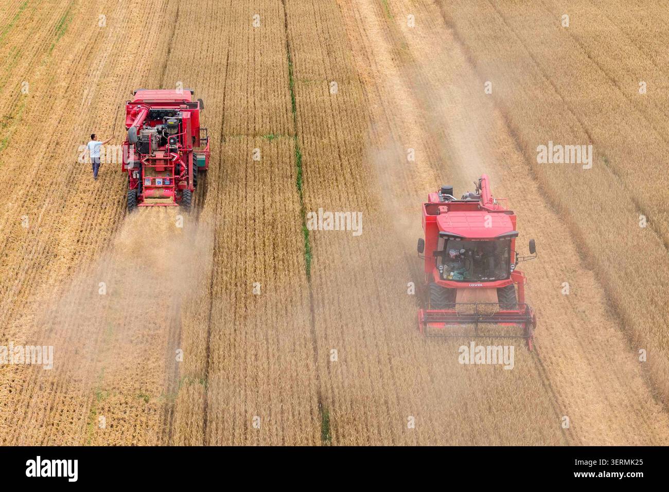 QINGDAO, CHINA - JUNE 18, 2026 - Farmers driving combine harvesters to ...