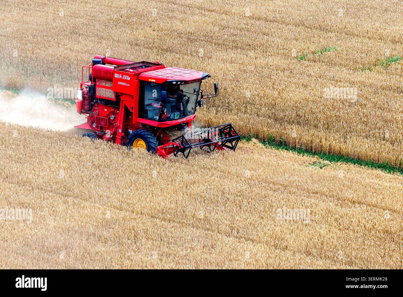 QINGDAO, CHINA - JUNE 18, 2026 - Farmers driving combine harvesters to ...