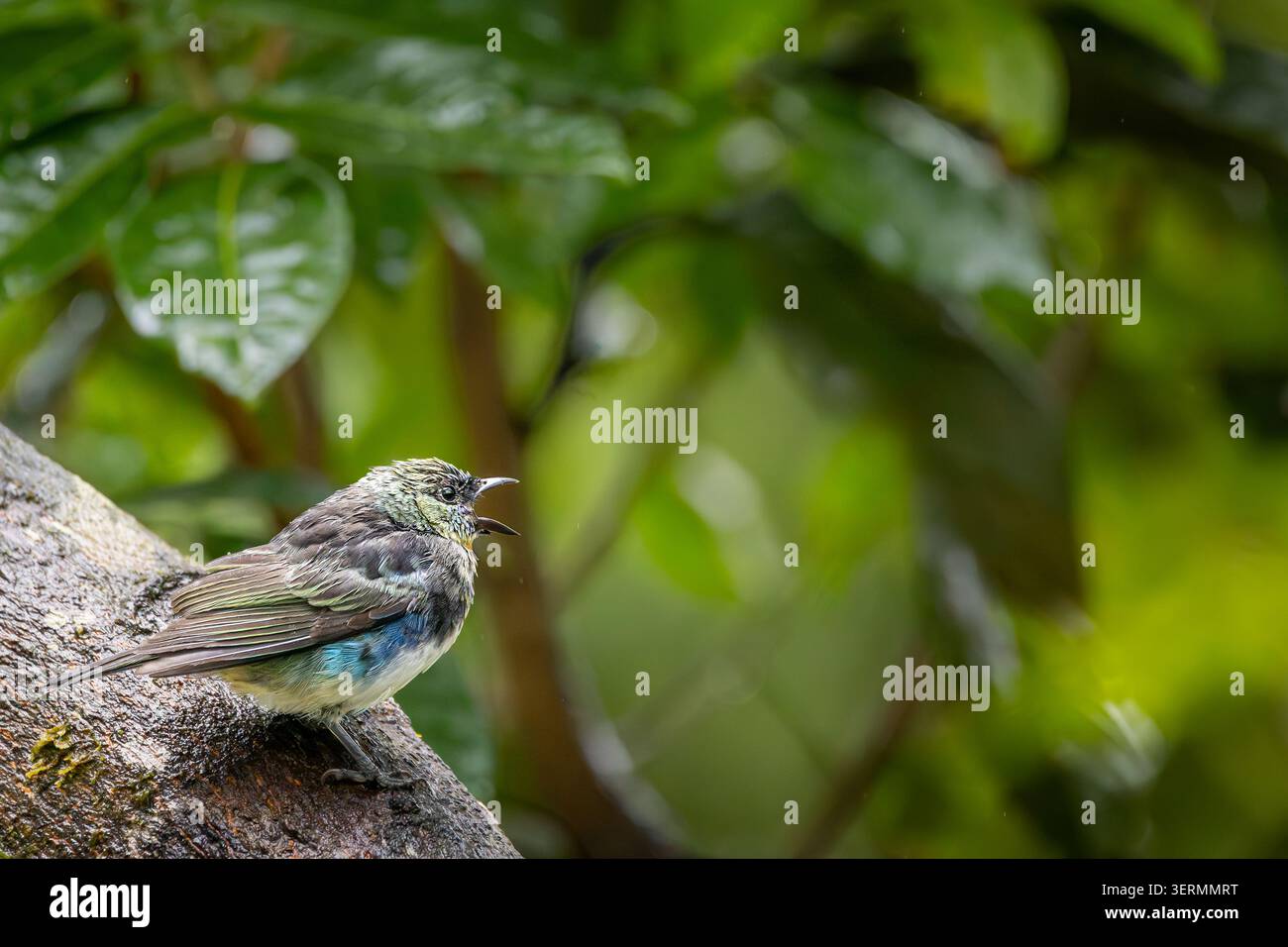 A young juvenile golden-hooded tanager (Stilpnia larvata) with wet ...