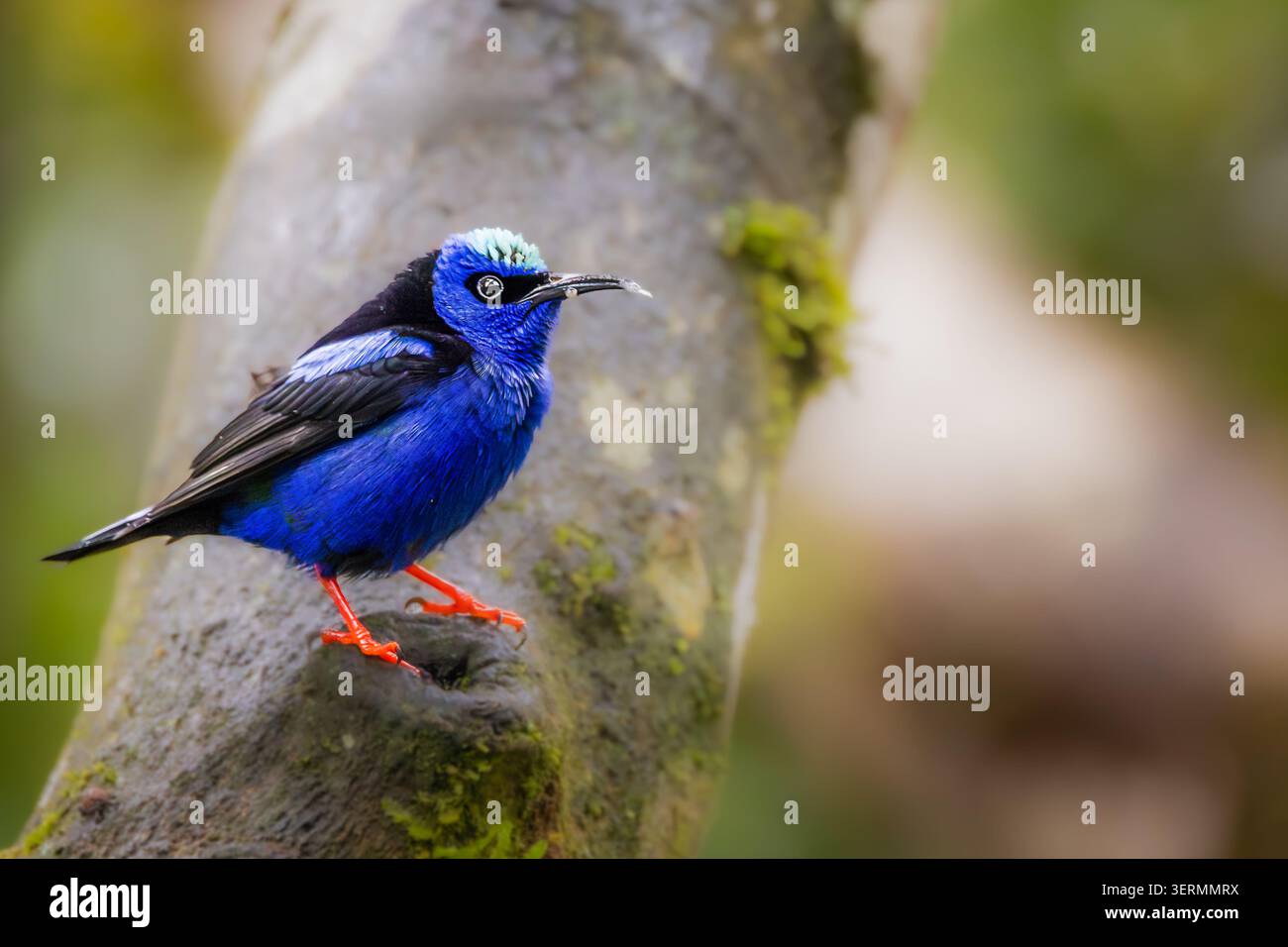 A stunning adult male red-legged honeycreeper (Cyanerpes cyaneus ...