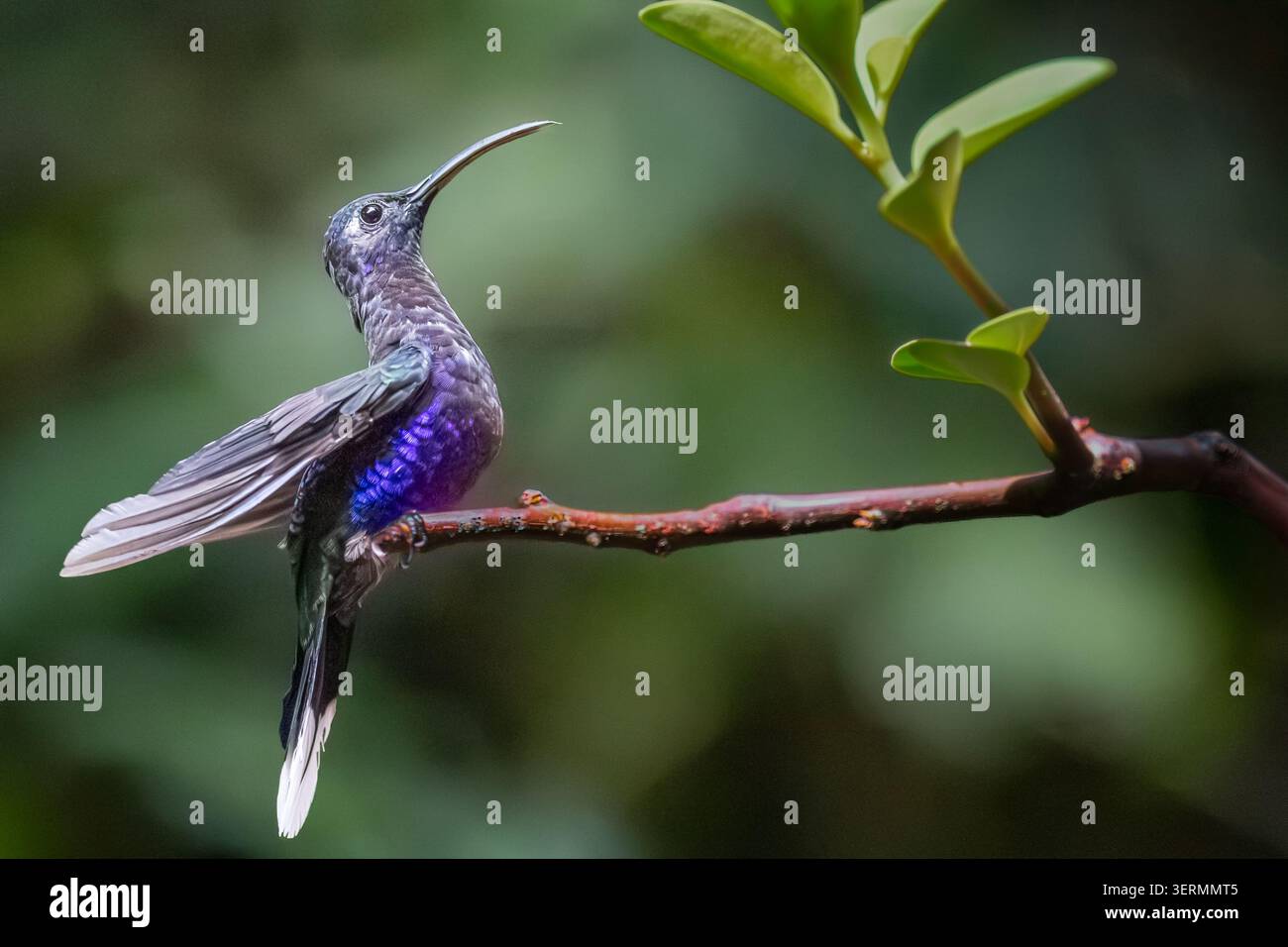 A close-up shot of a majestic male violet sabrewing hummingbird ...