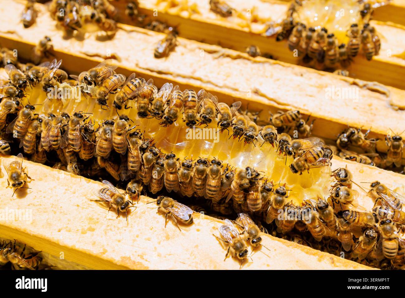 Bees are busy collecting nectar forming honeycombs inside hive in ...