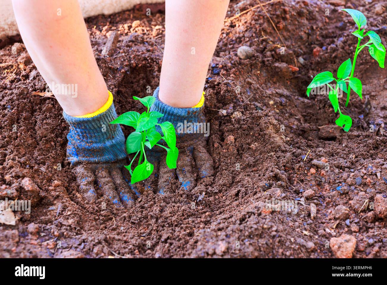 Hands wearing gloves push young pepper plants into soft soil in garden ...