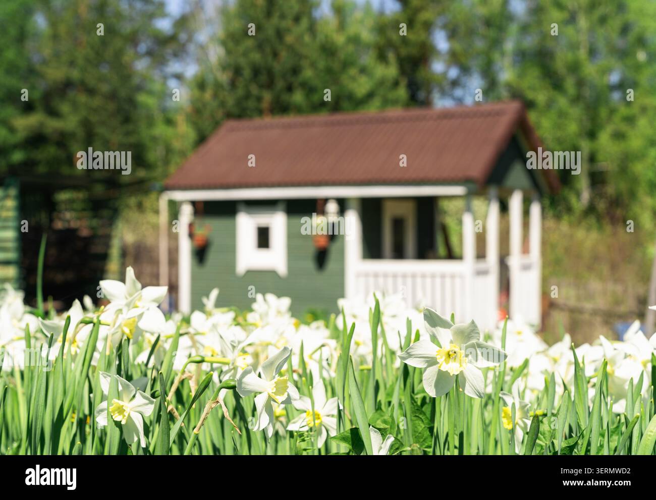 White daffodils blooming in vibrant garden with charming rural cottage ...
