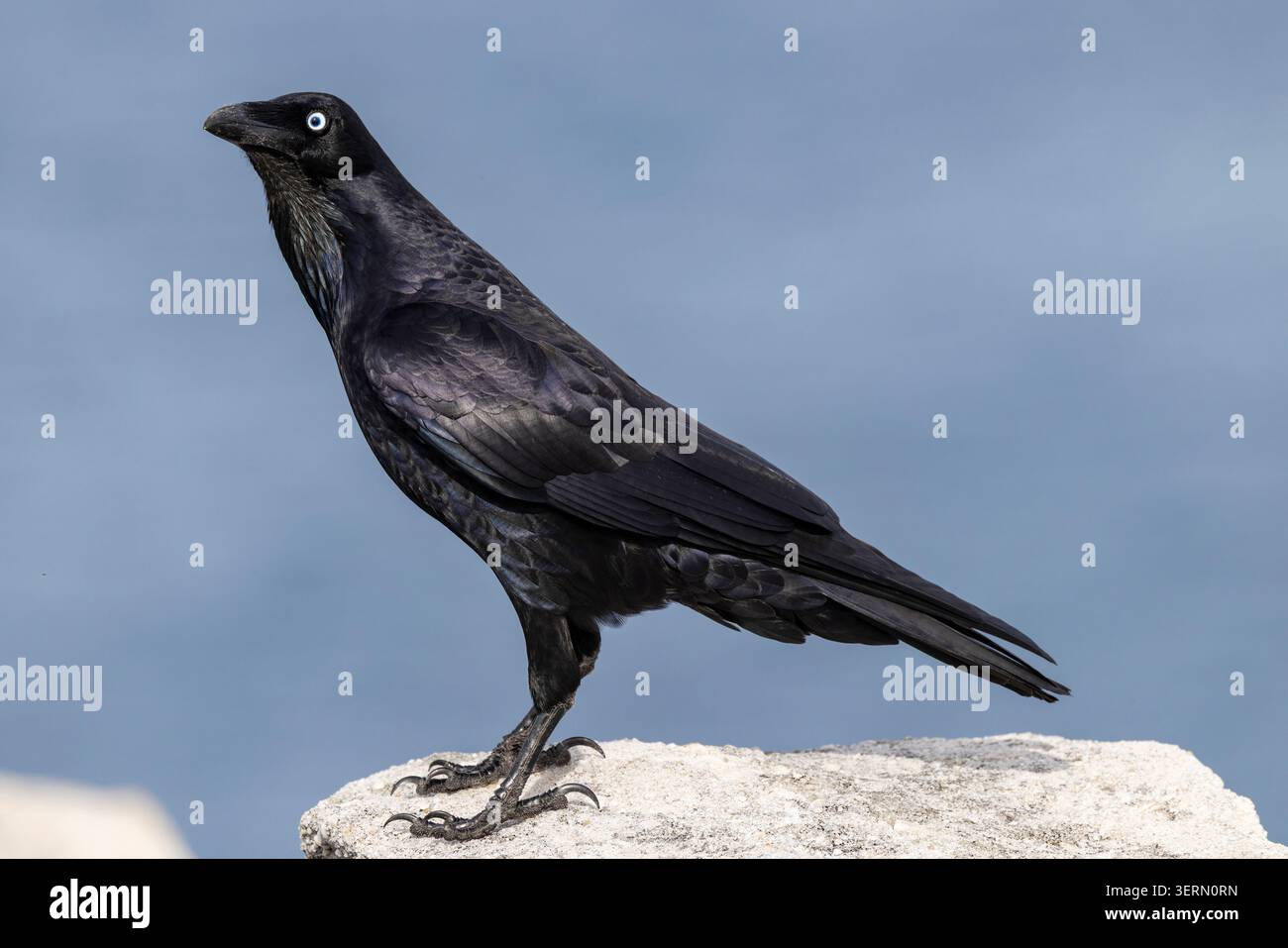 Australian Raven perched on cliff top rock Stock Photo - Alamy