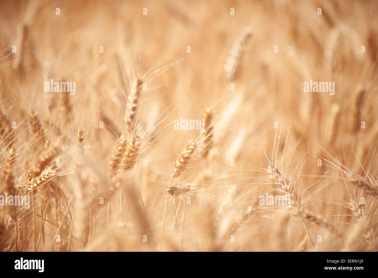 Upscaled with Gigapixel v8.4.4. 4256x2832 => 8512x5664 (2x) @ 300 ppi ...
