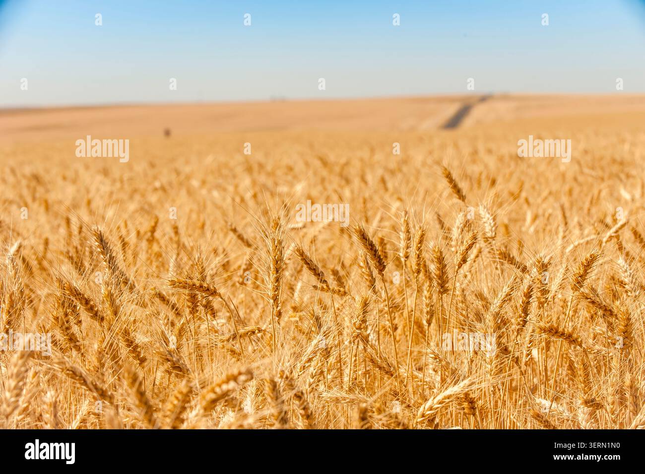 Upscaled with Gigapixel v8.4.4. 4256x2832 => 8512x5664 (2x) @ 300 ppi ...