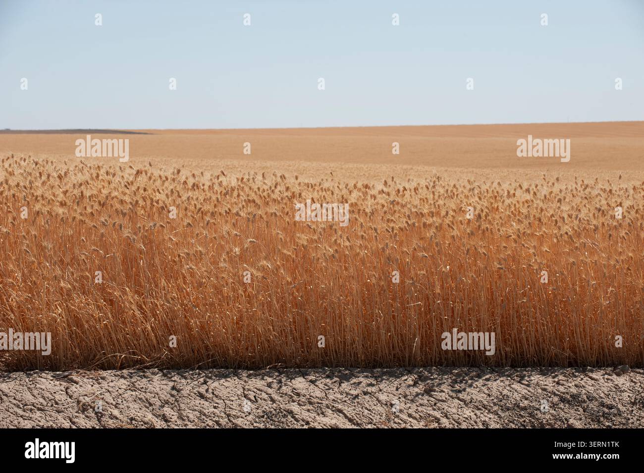 Upscaled with Gigapixel v8.4.4. 4256x2832 => 8512x5664 (2x) @ 300 ppi ...