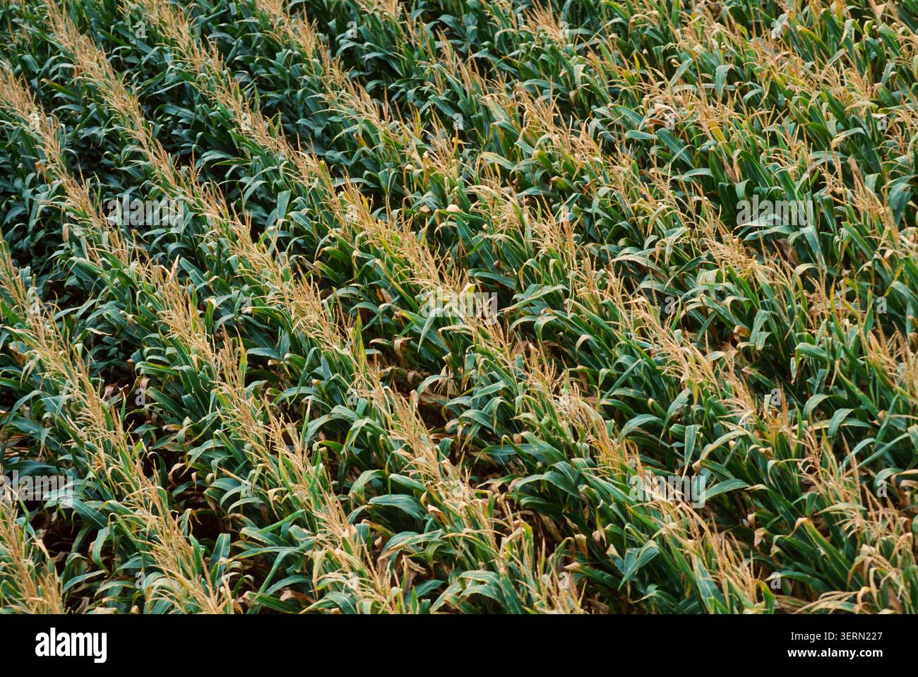 Upscaled with Gigapixel v8.4.4. 3585x2399 => 7170x4798 (2x) @ 300 ppi ...